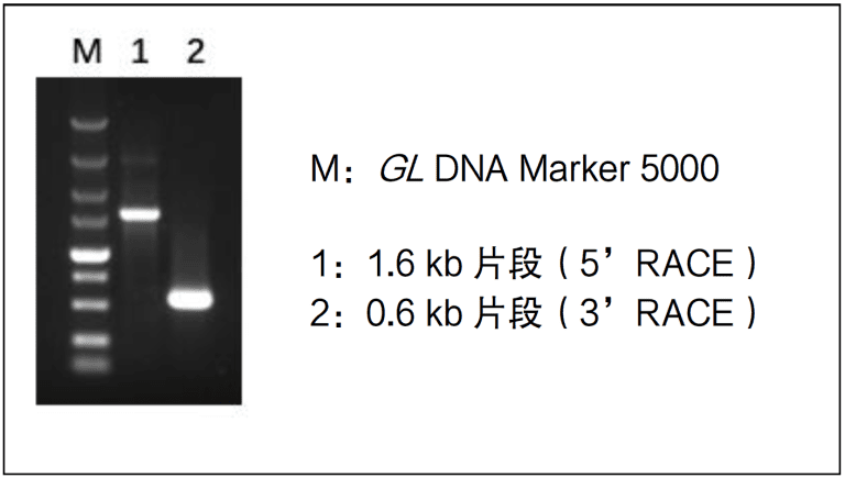 5’ / 3’ RACE 试剂盒 – 艾科瑞生物