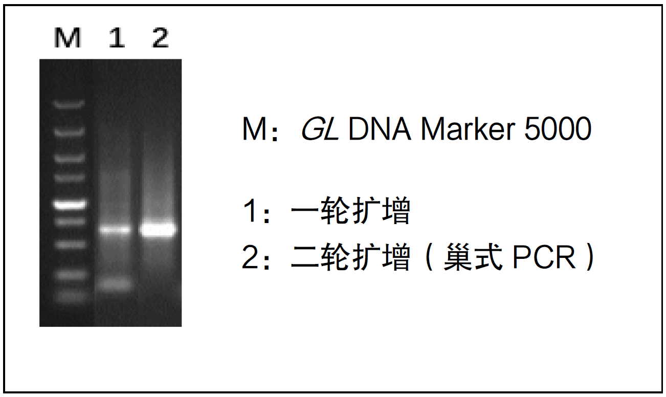 5’ / 3’ RACE 试剂盒 – 艾科瑞生物