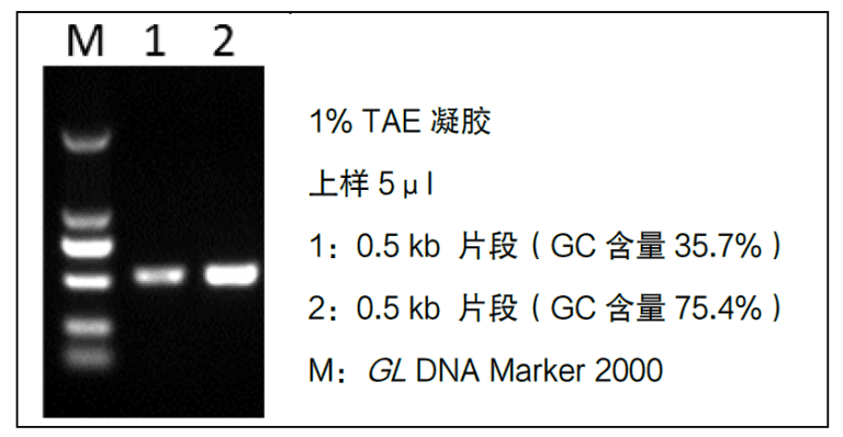 2X Accurate Taq 预混液（含染料）II – 艾科瑞生物