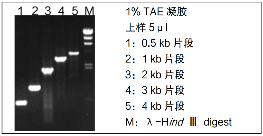 AdeptTect 快速 HS PCR 预混液（含染料） – 艾科瑞生物