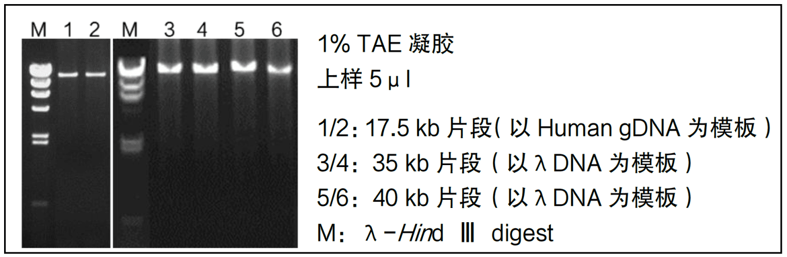 AdeptTect 快速 HS PCR 预混液（含染料） – 艾科瑞生物