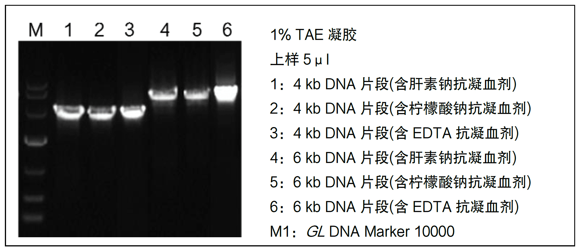 AdeptTect 通用型直接 PCR 预混液（含染料） – 艾科瑞生物