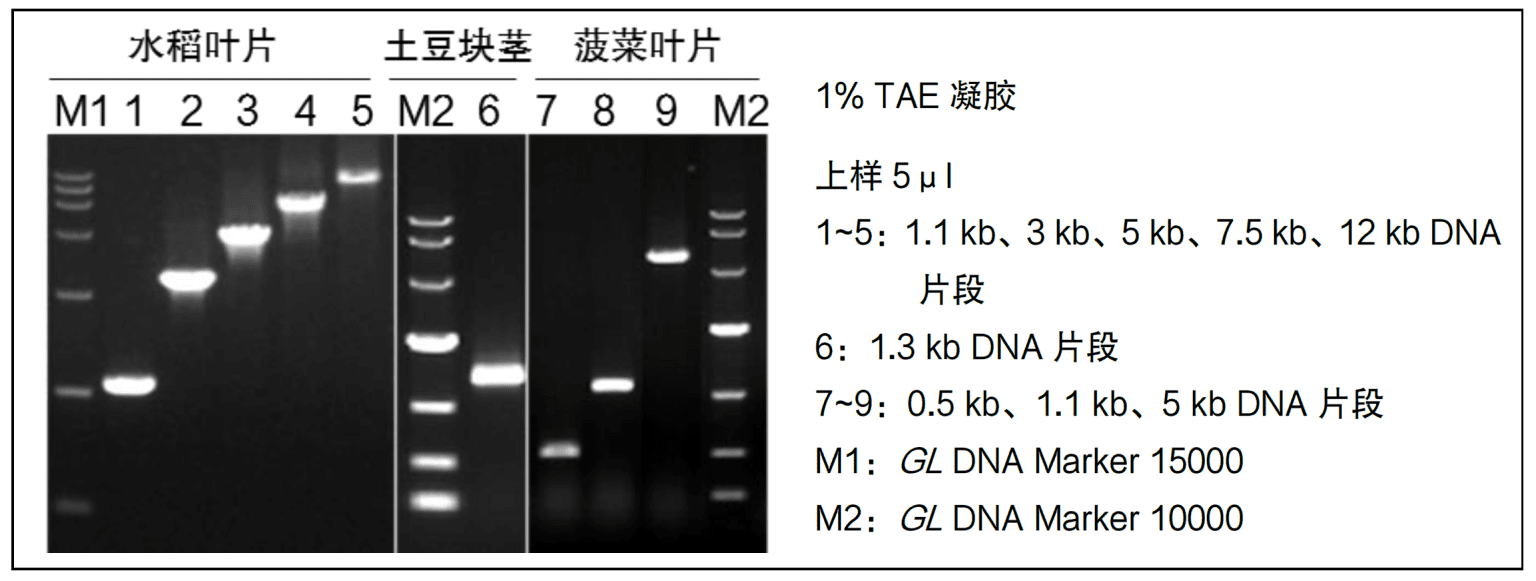 AdeptTect 通用型直接 PCR 预混液（含染料） – 艾科瑞生物