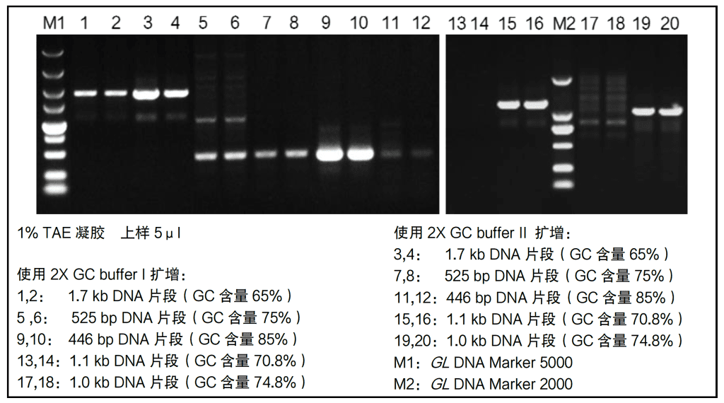 Exp Taq DNA 聚合酶（含GC Buffer） – 艾科瑞生物