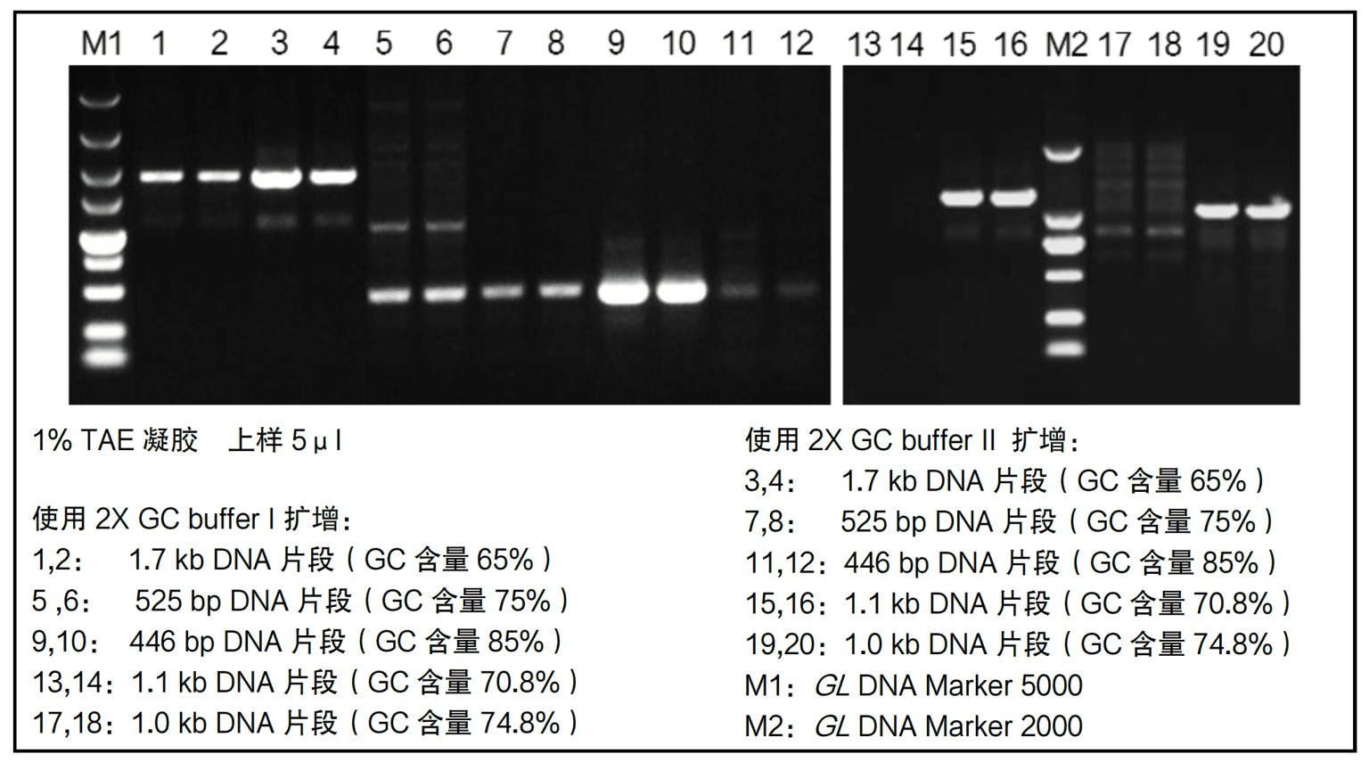 Exp Taq DNA 聚合酶（含GC Buffer） – 艾科瑞生物