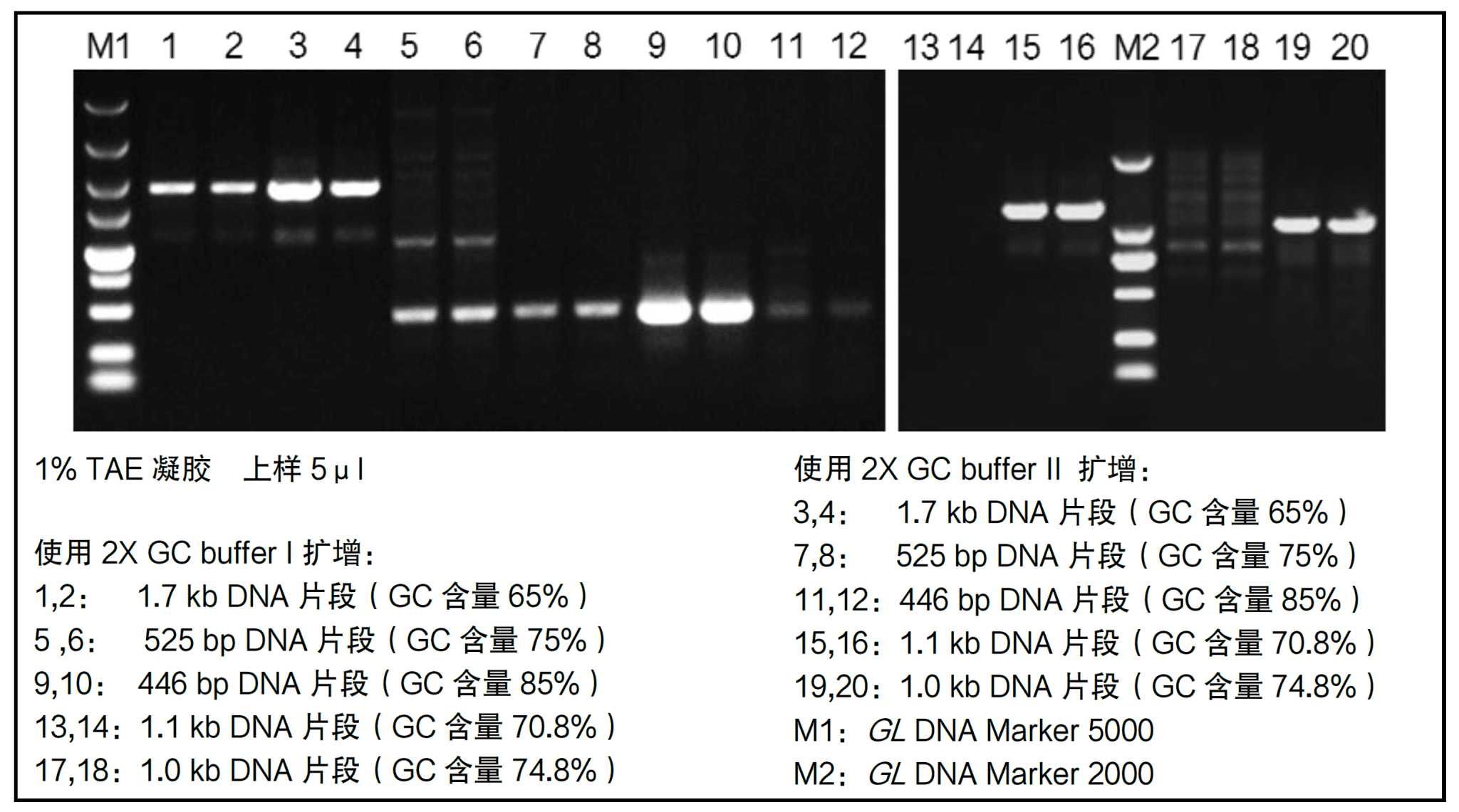 Exp Taq DNA 聚合酶（含GC Buffer） – 艾科瑞生物