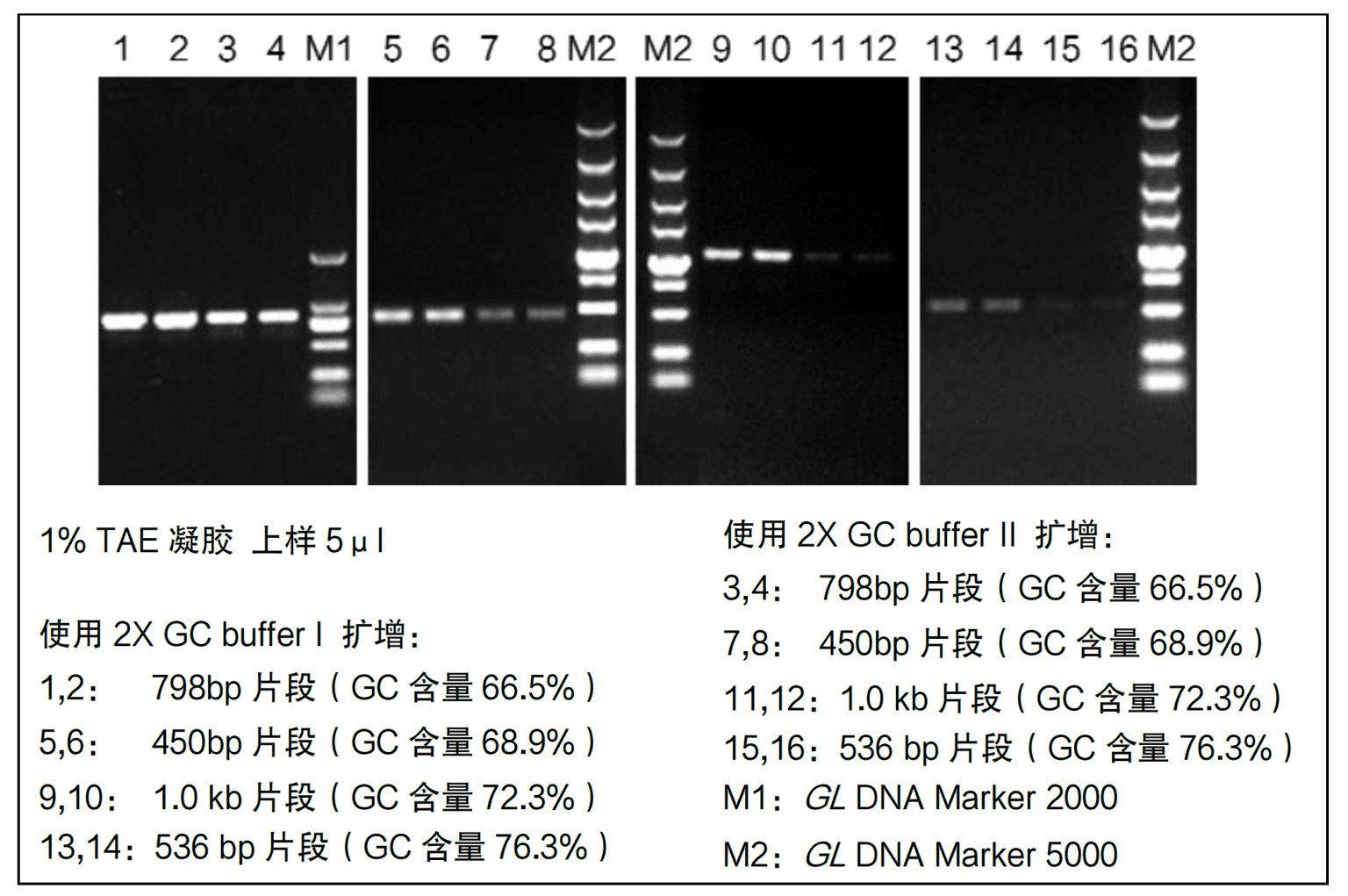 Exp Taq DNA 聚合酶（含GC Buffer） – 艾科瑞生物