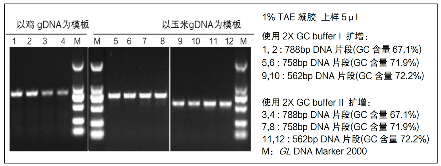Exp Taq DNA 聚合酶（含GC Buffer） – 艾科瑞生物