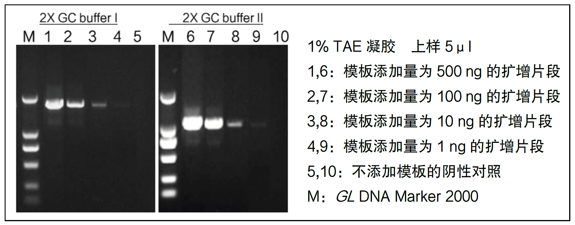 Exp Taq DNA 聚合酶（含GC Buffer） – 艾科瑞生物