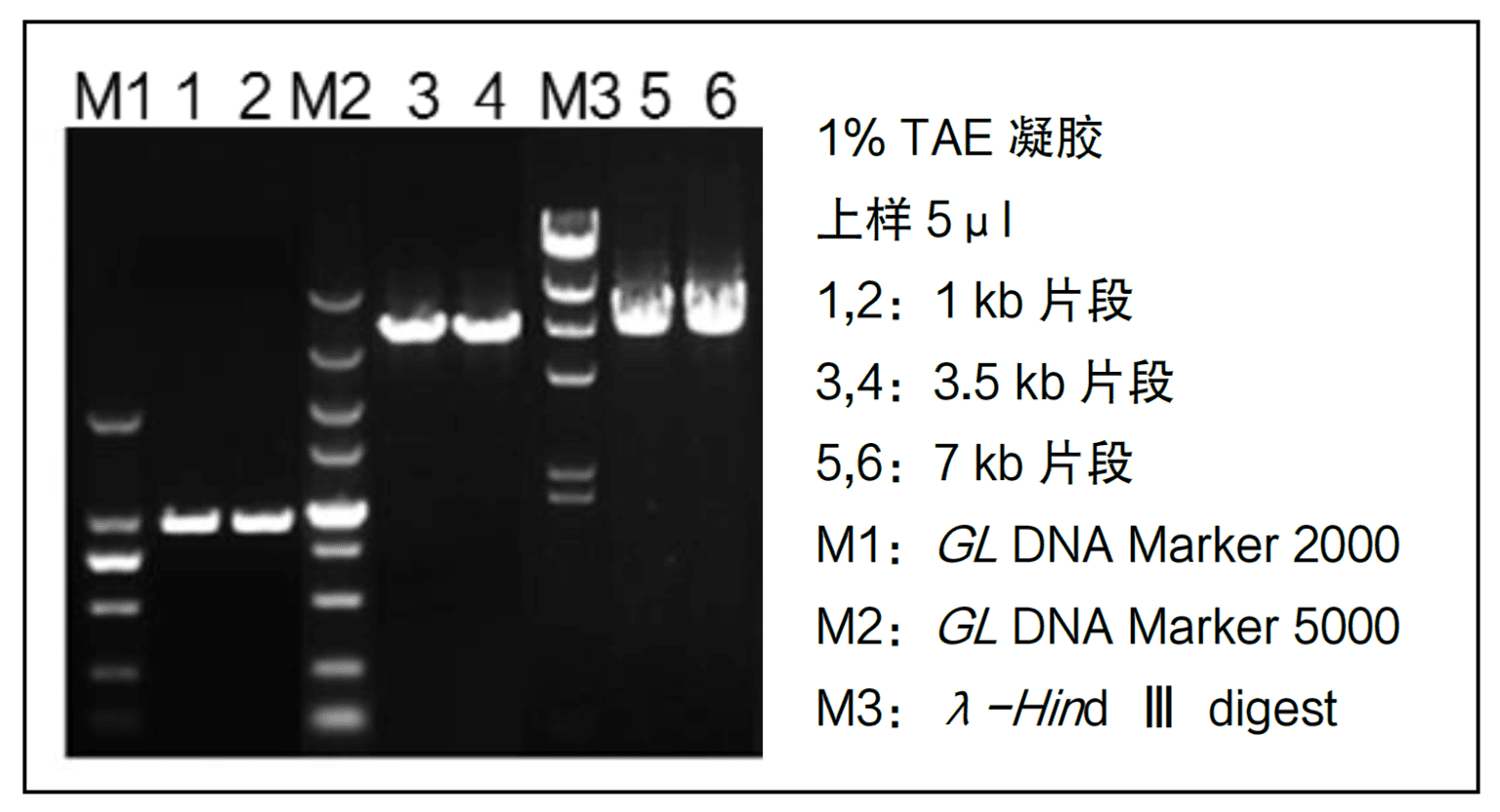 Pro Taq DNA 聚合酶 Ver.2 (Mg2++、dNTPs+） – 艾科瑞生物