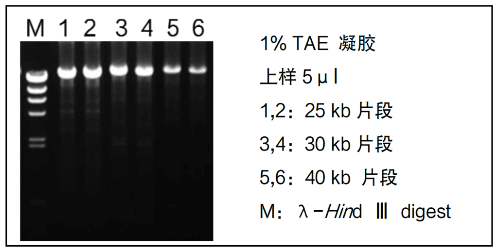 2X Pro Taq 预混液 Ver.2 – 艾科瑞生物