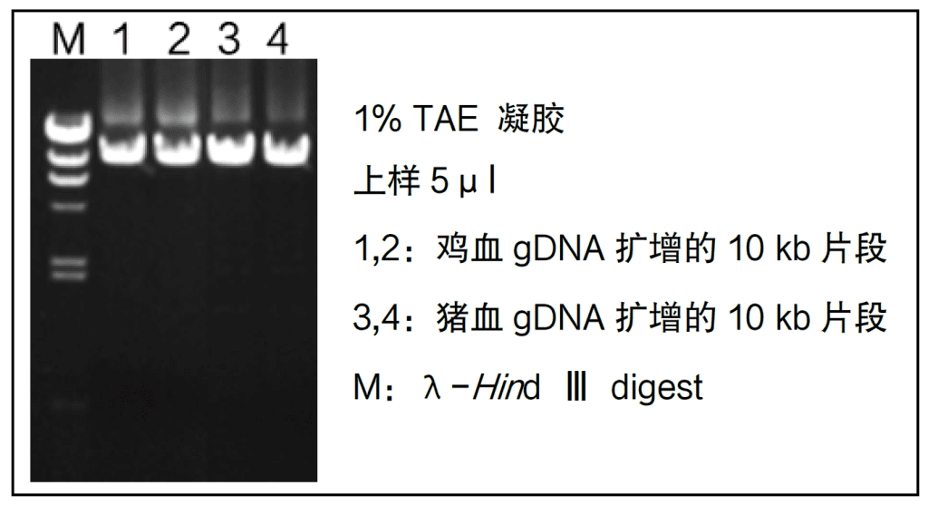 2X Pro Taq 预混液 Ver.2 – 艾科瑞生物
