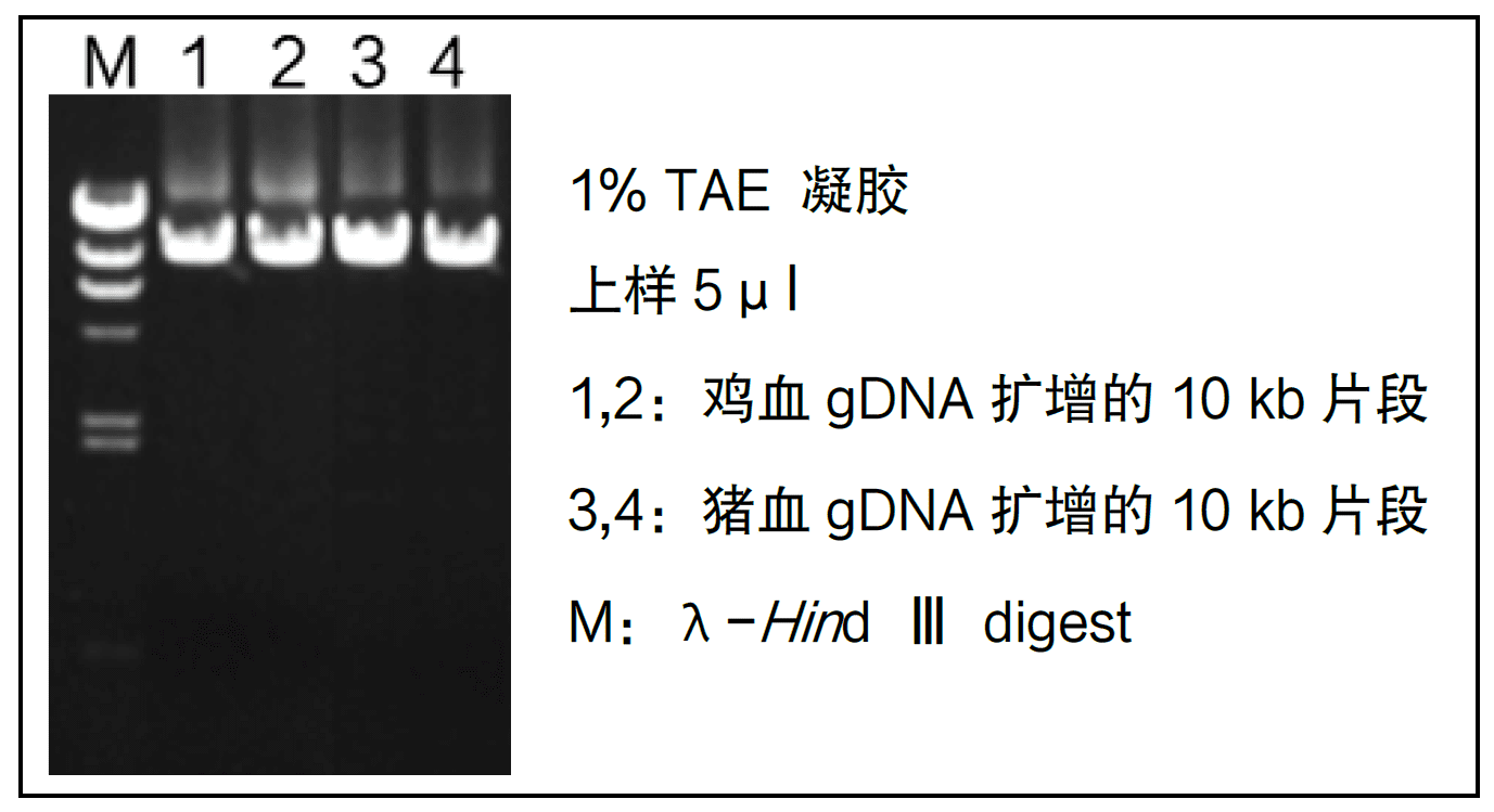 2X Pro Taq 预混液 Ver.2 – 艾科瑞生物