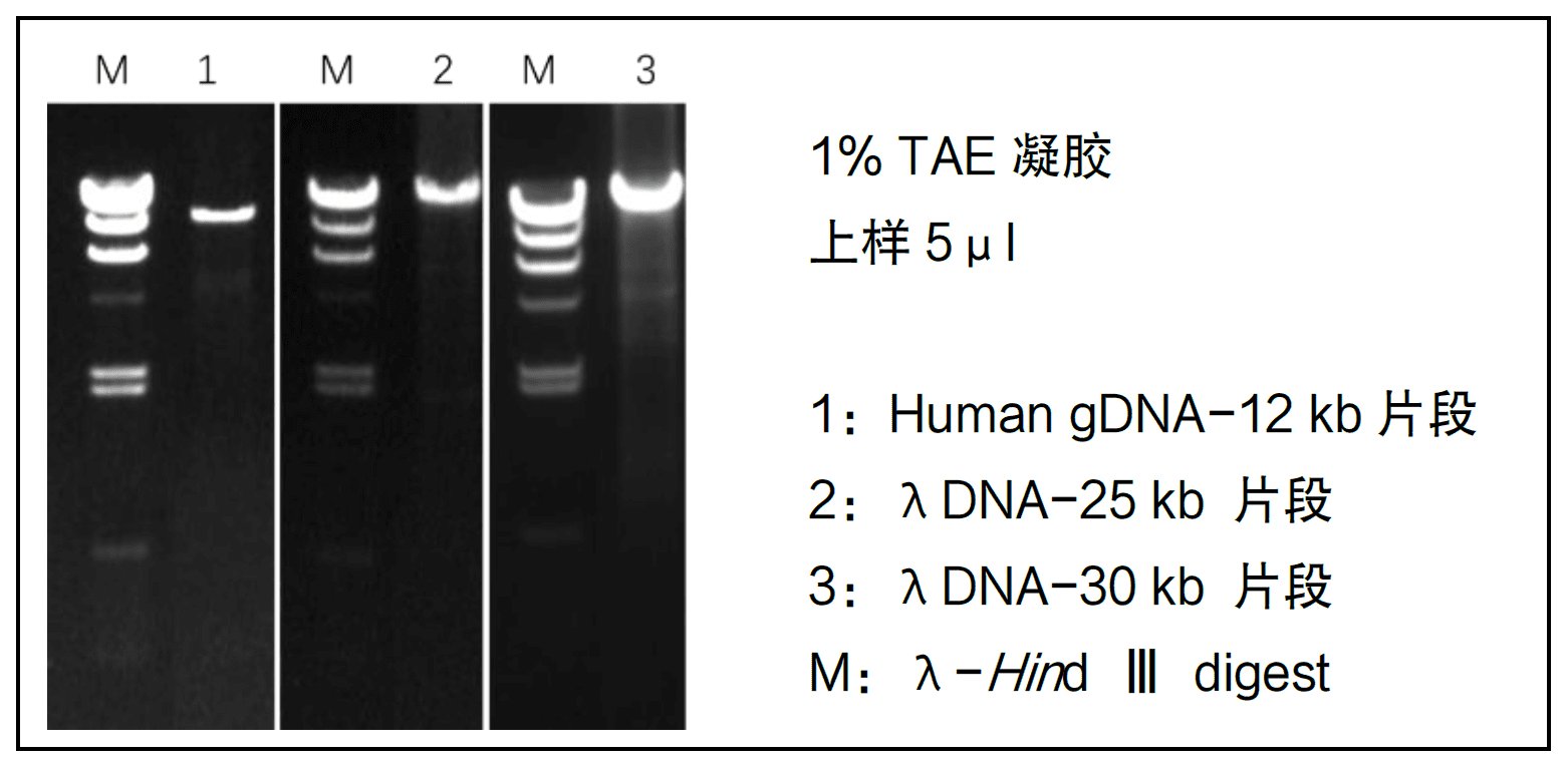 2X Pro Taq 预混液（含染料） II – 艾科瑞生物