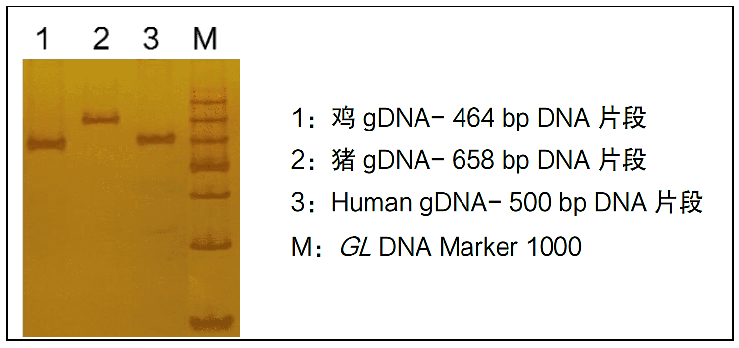 2X Pro Taq 预混液（含染料, for PAGE） – 艾科瑞生物