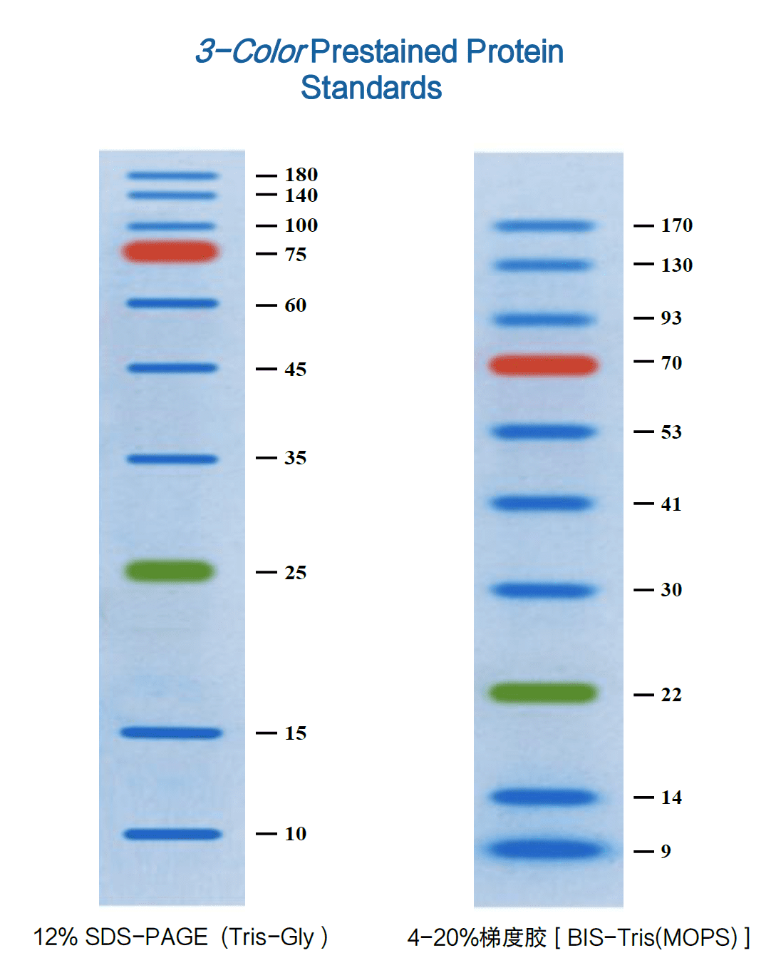 三色预染蛋白标准品 – 艾科瑞生物