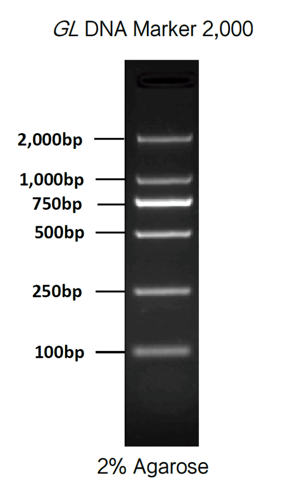 GL DNA Marker 2000 – 艾科瑞生物
