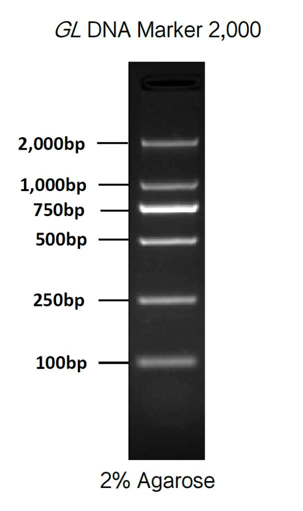 GL DNA Marker 2000 – 艾科瑞生物