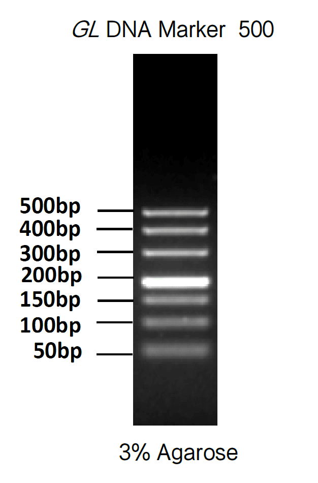GL DNA Marker 500 – 艾科瑞生物