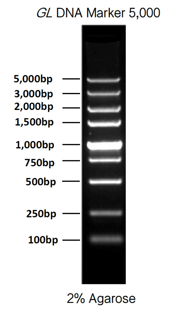 GL DNA Marker 5000 – 艾科瑞生物