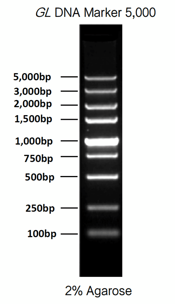 GL DNA Marker 5000 – 艾科瑞生物