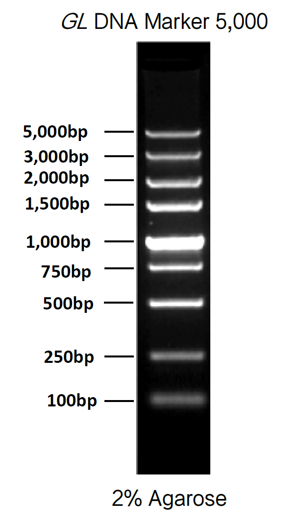 GL DNA Marker 5000 – 艾科瑞生物
