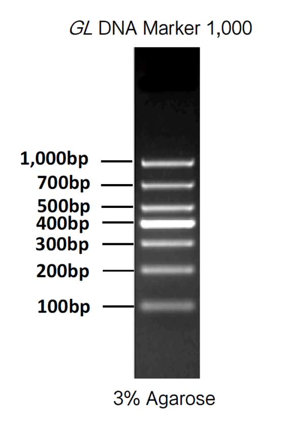GL DNA Marker 1000 – 艾科瑞生物