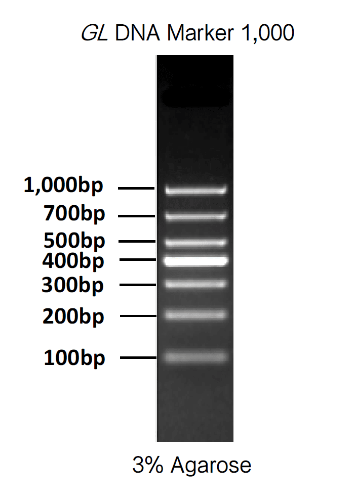 GL DNA Marker 1000 – 艾科瑞生物