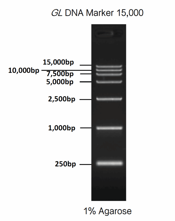 GL DNA Marker 15000 – 艾科瑞生物