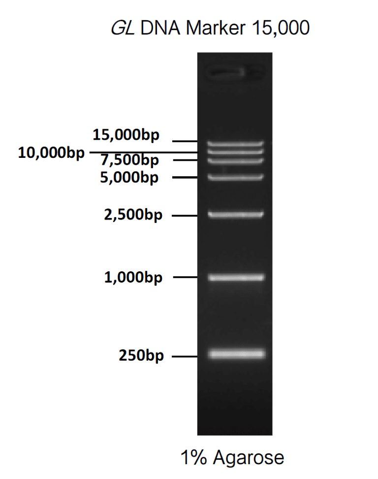 GL DNA Marker 15000 – 艾科瑞生物