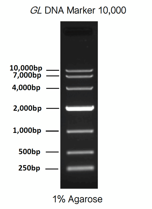 GL DNA Marker 10000 – 艾科瑞生物
