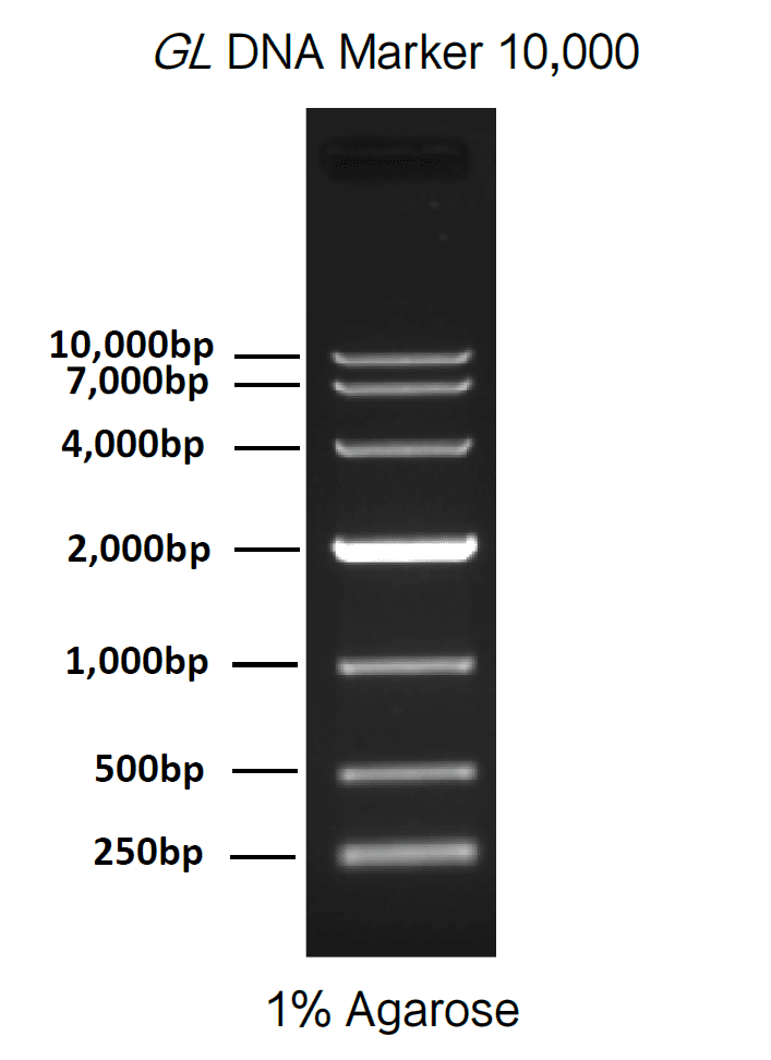 GL DNA Marker 10000 – 艾科瑞生物