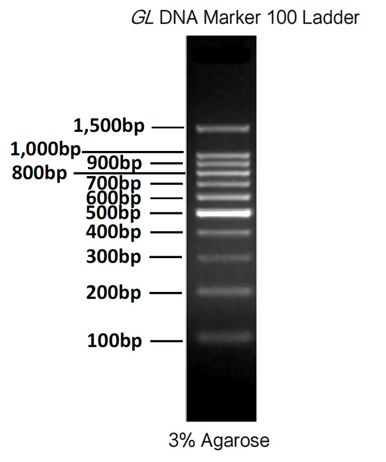 GL DNA Marker 100 Ladder – 艾科瑞生物