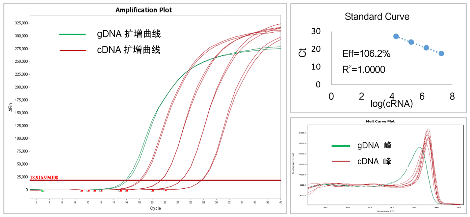 miRNA cDNA第一链合成试剂盒 (含 gDNA 去除试剂，茎环法) – 艾科瑞生物