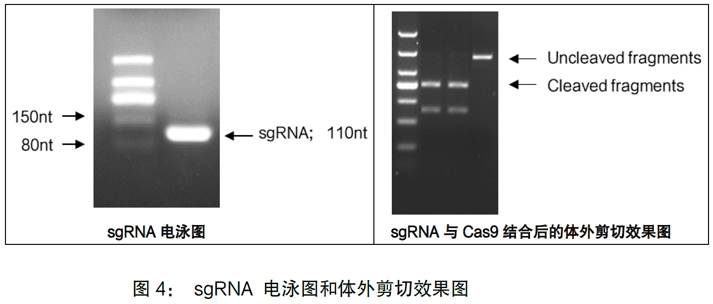 SinGuiD sgRNA 体外转录试剂盒 – 艾科瑞生物