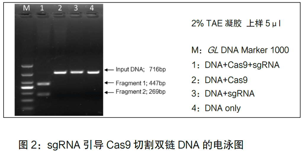 SinGuiD sgRNA 体外筛选试剂盒 – 艾科瑞生物