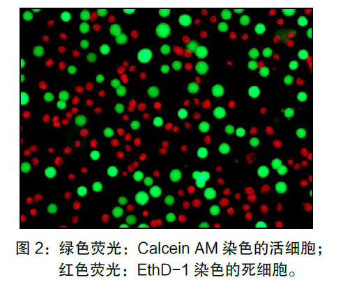CytoDet Calcein AM / EthD-1 细胞活力检测试剂盒 – 艾科瑞生物