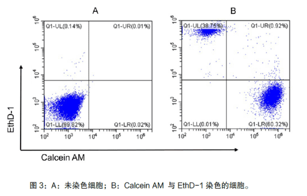 CytoDet Calcein AM / EthD-1 细胞活力检测试剂盒 – 艾科瑞生物