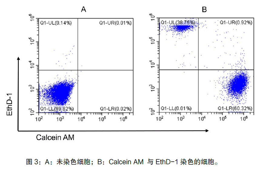 CytoDet Calcein AM / EthD-1 细胞活力检测试剂盒 – 艾科瑞生物