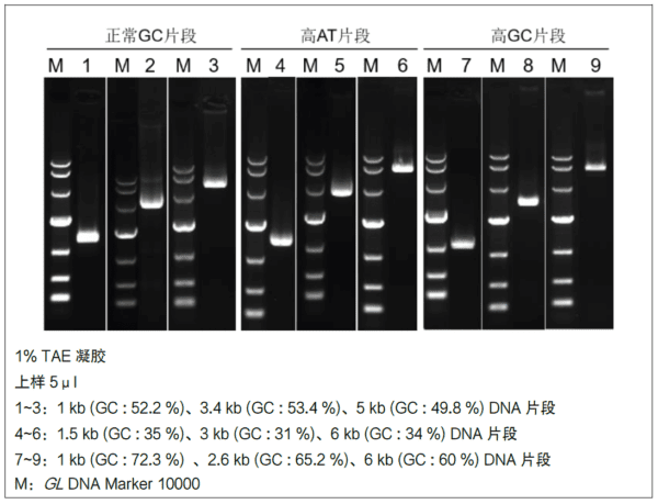 AdeptTect 小鼠组织快速 PCR 试剂盒（含染料） – 艾科瑞生物