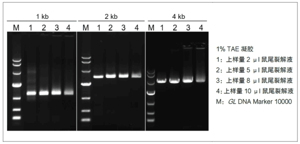 AdeptTect 小鼠组织快速 PCR 试剂盒（含染料） – 艾科瑞生物