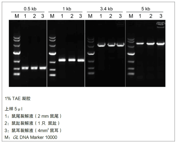 AdeptTect 小鼠组织快速 PCR 试剂盒（含染料） – 艾科瑞生物
