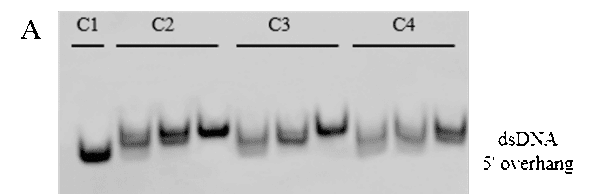 Klenow 片段（3’→5’exo-） – 艾科瑞生物