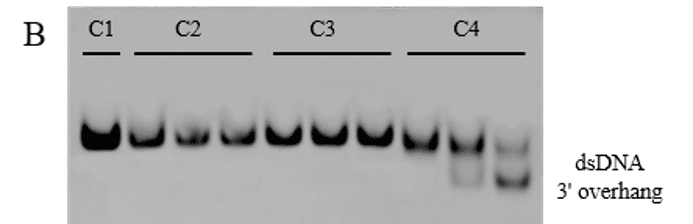 Klenow 片段（3’→5’exo-） – 艾科瑞生物