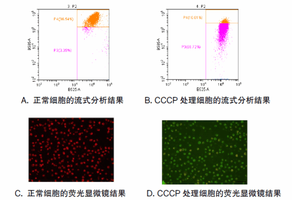 CytoDet JC-1 线粒体膜电位检测试剂盒 – 艾科瑞生物