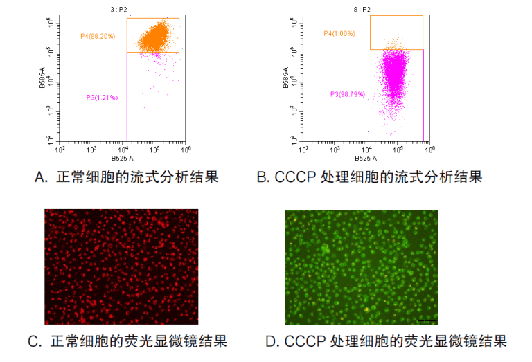 CytoDet JC-10 线粒体膜电位检测试剂盒 – 艾科瑞生物