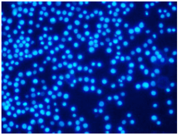 CytoDet Hoechst 33258 染色液 – 艾科瑞生物