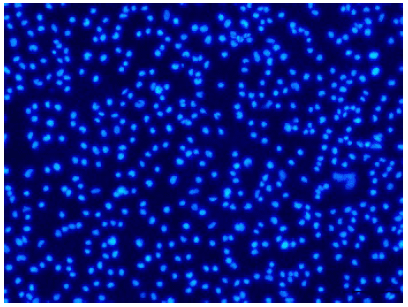 CytoDet Hoechst 33342 染色液 – 艾科瑞生物