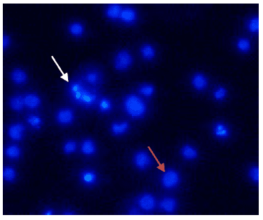 CytoDet Hoechst 33342 染色液 – 艾科瑞生物