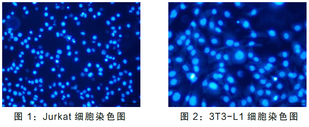CytoDet DAPI 染色液 – 艾科瑞生物
